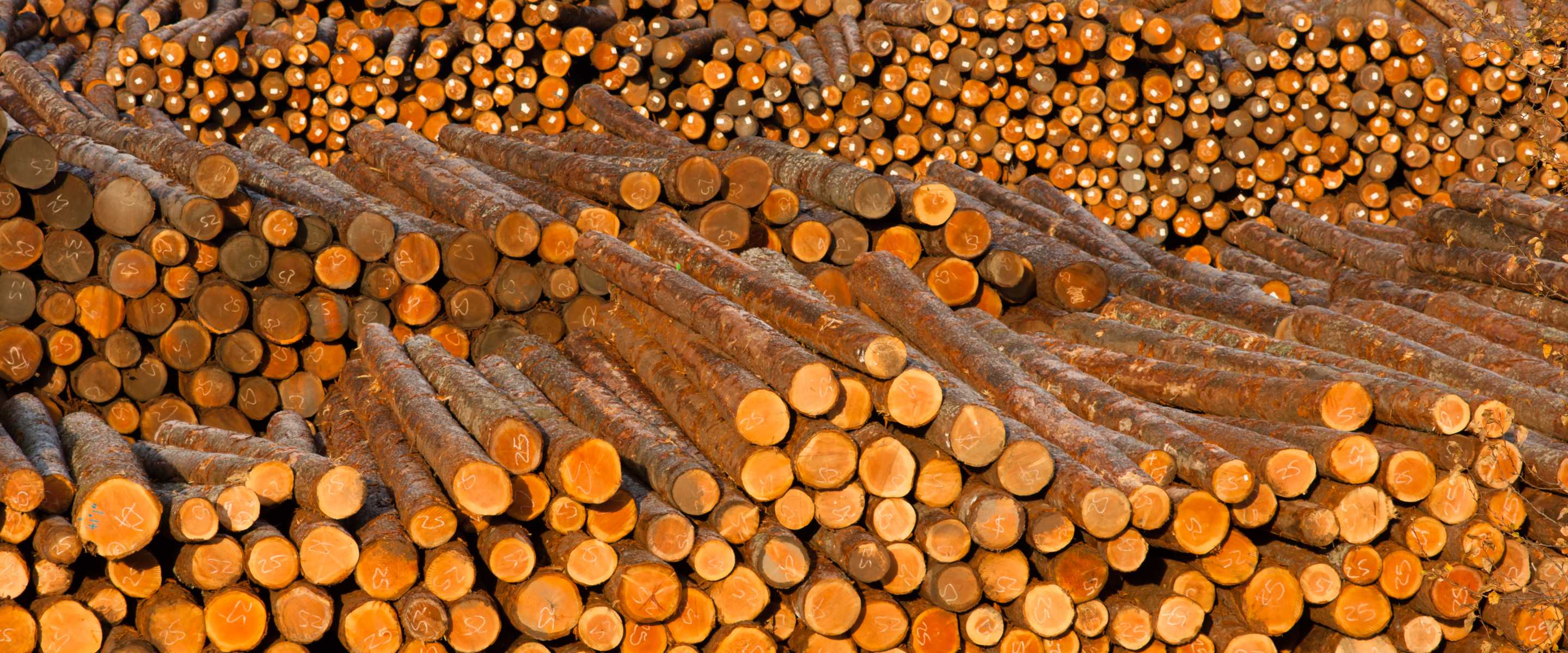 Lumber price forecast