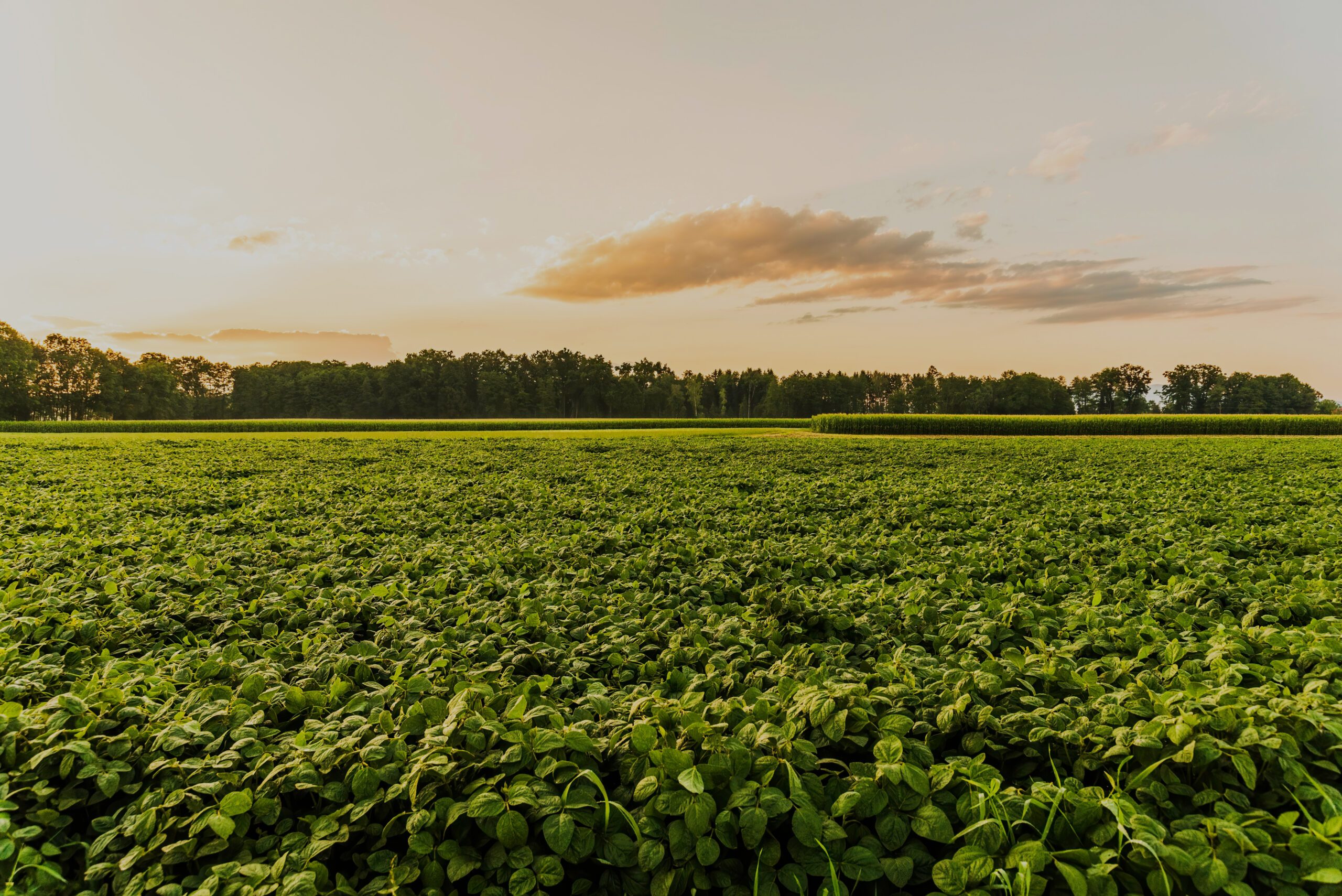 Brazil’s soybean oil premiums firm on domestic biodiesel demand ...