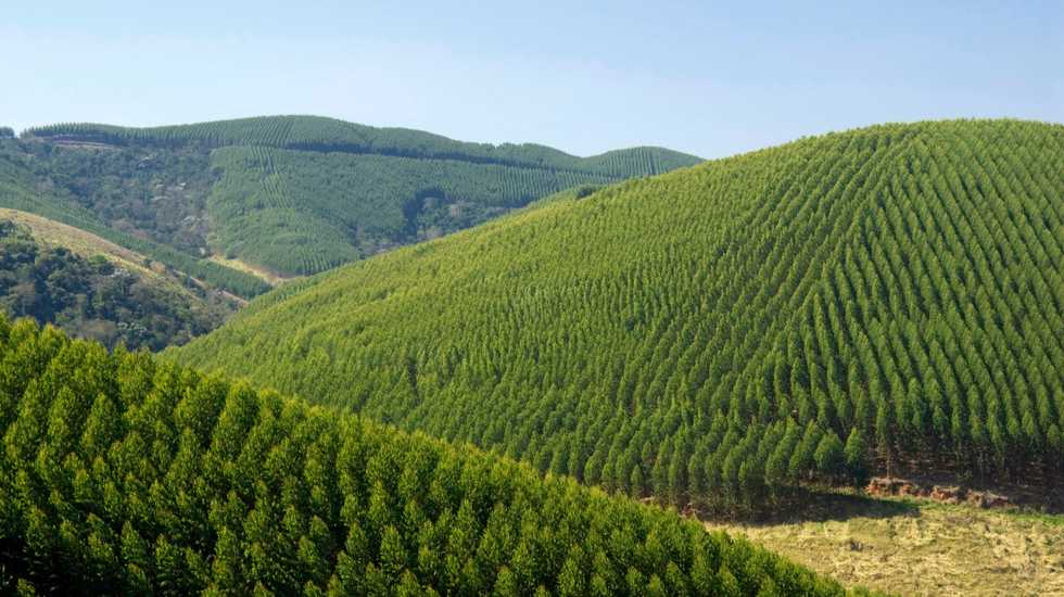 Softwood pulp Archives - Fastmarkets