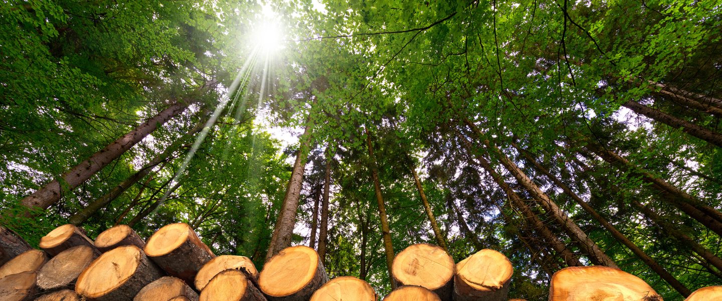 Does the US really need Canadian wood products supply? - Fastmarkets