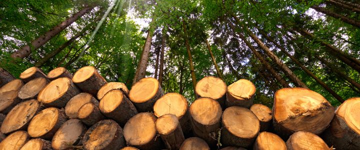 Timber Imports: US Dependency on Canada Explained - Fastmarkets