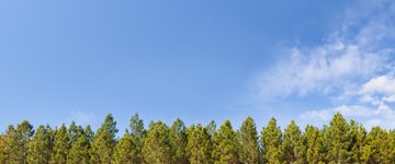 European BEK pulp prices drop again, NBSK prices under pressure ...