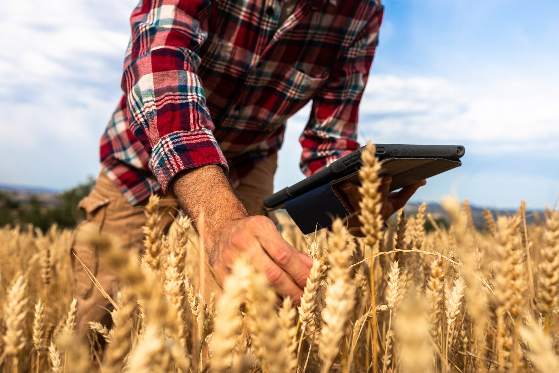 US wheat futures slip after USDA boosts global ending stocks