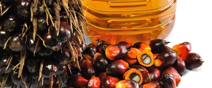Palm oil price forecast and production outlook 2026 - Fastmarkets