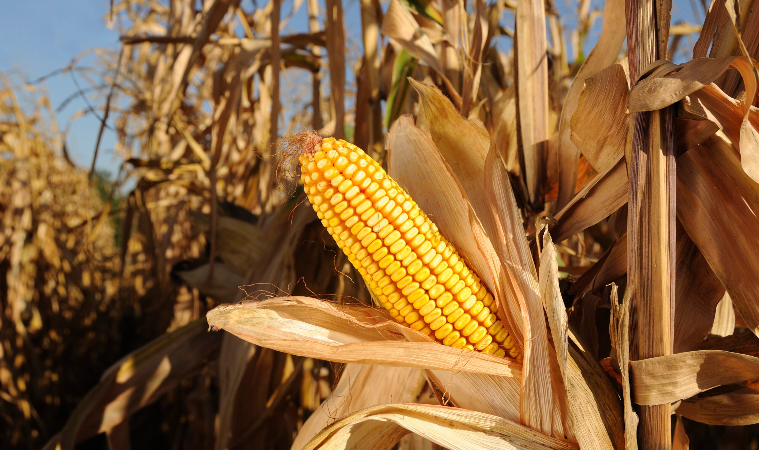 US corn net long jumps to highest since May 2022 and soybean flips to ...