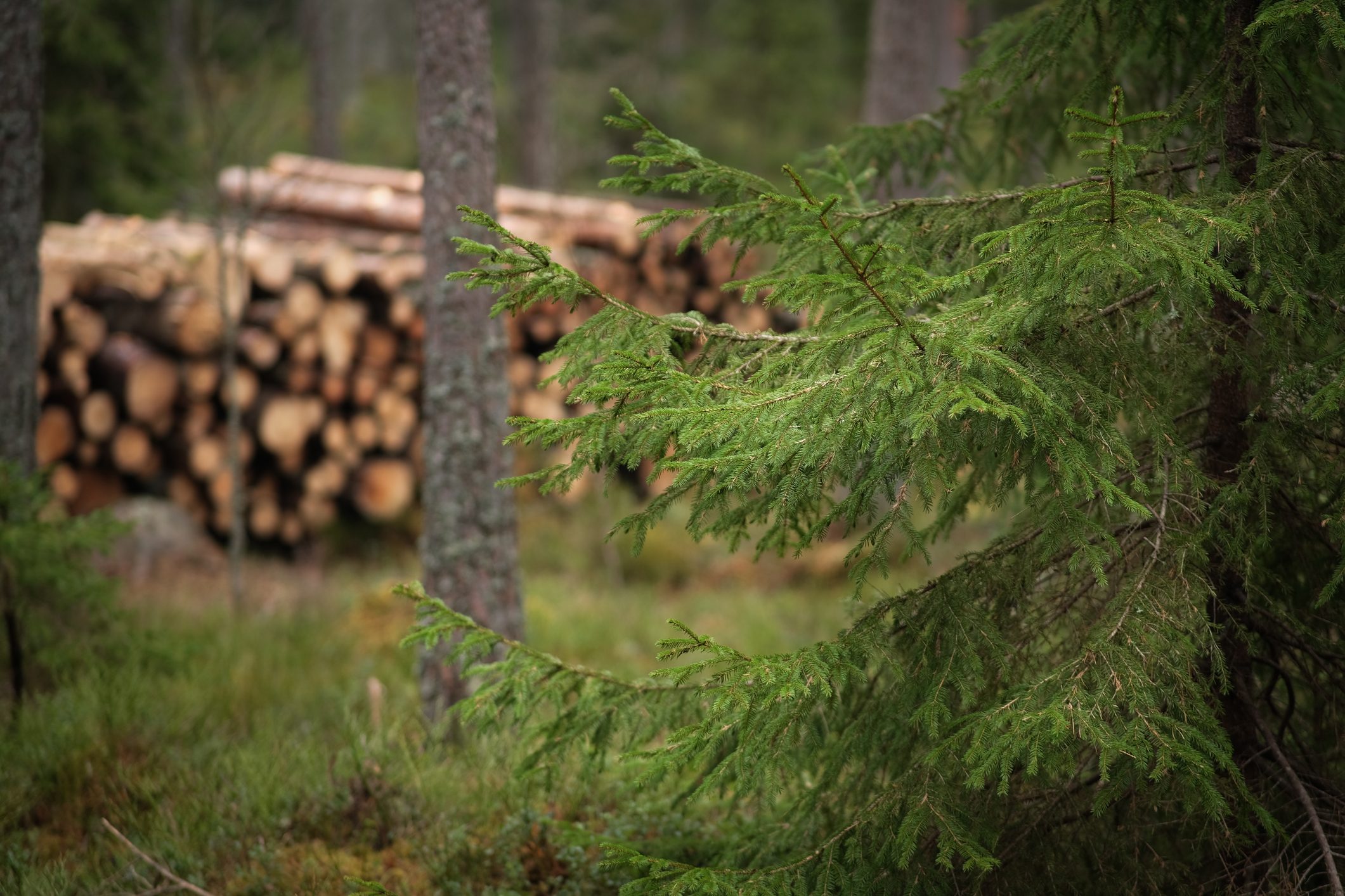 Lumber price forecast 2025 - Fastmarkets