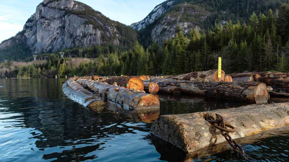 Timber prices set to rise with increased housing starts and investment ...