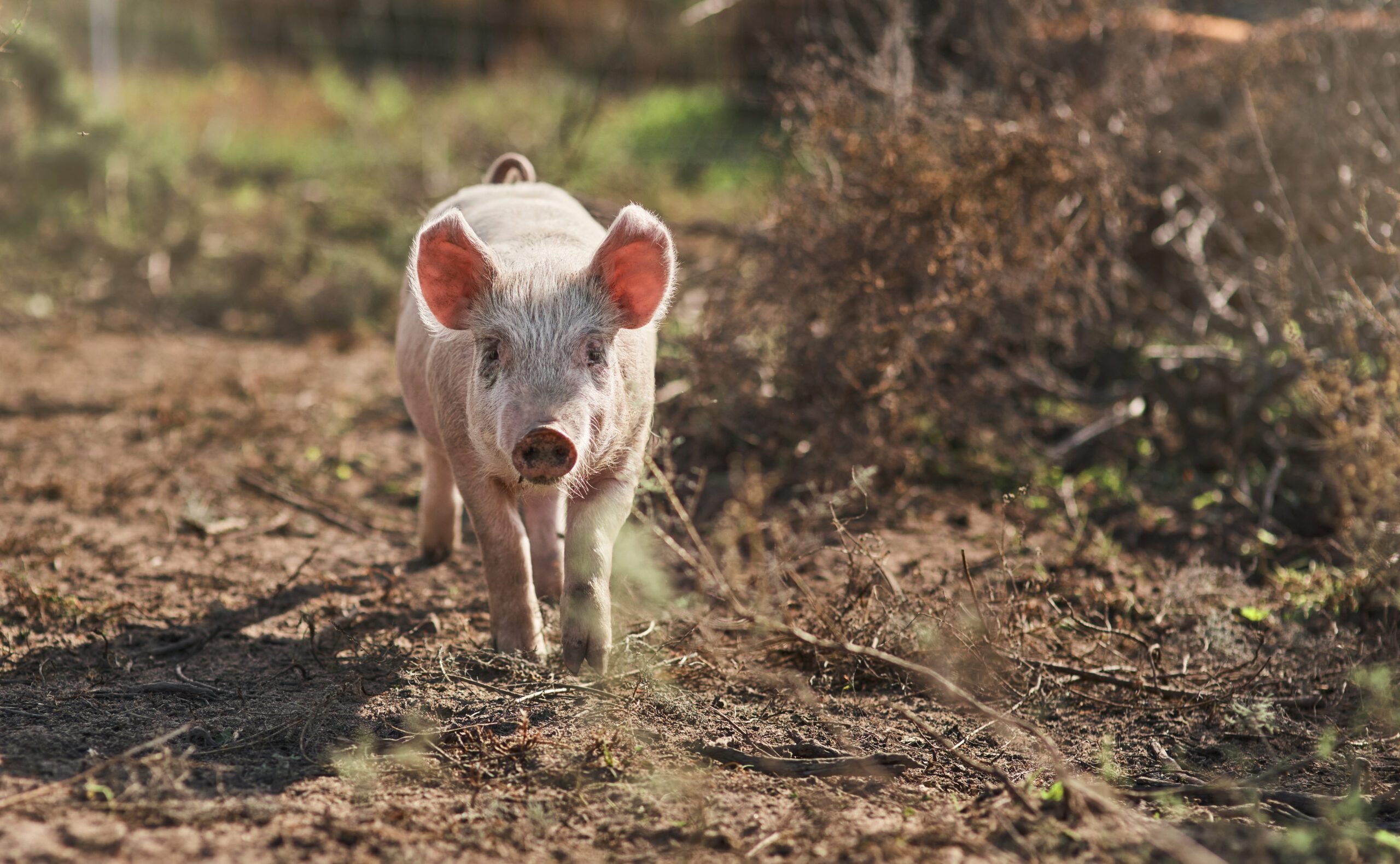 Animal feed, fats and proteins: Market outlook and supply chain ...