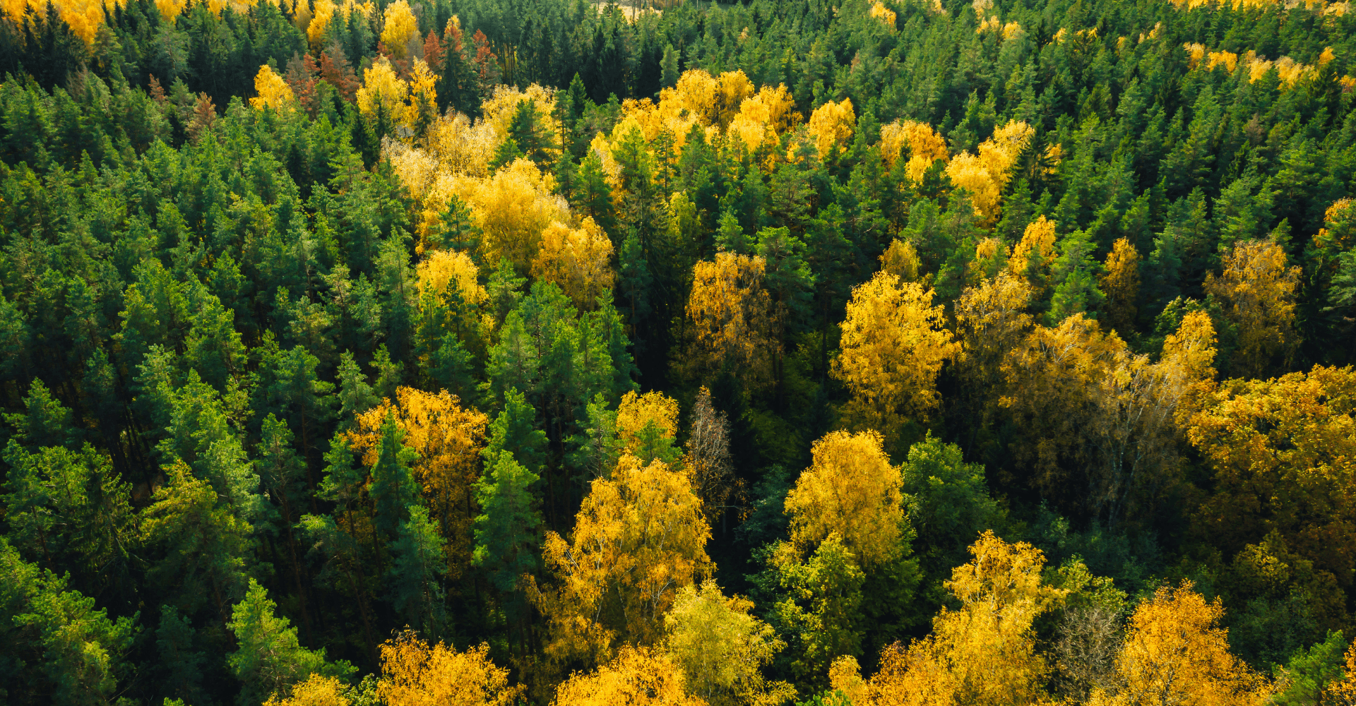 Carbon Credits Market Prices, VCM Data & Market Trends