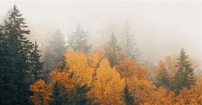 Resilient growth in US forest carbon markets - Fastmarkets
