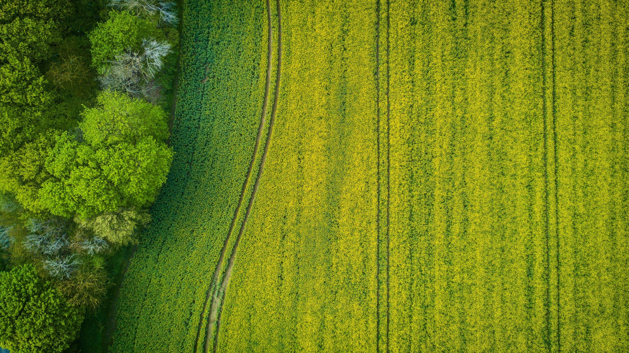 Corporate carbon demand shifts toward offtakes as traded market stays ...