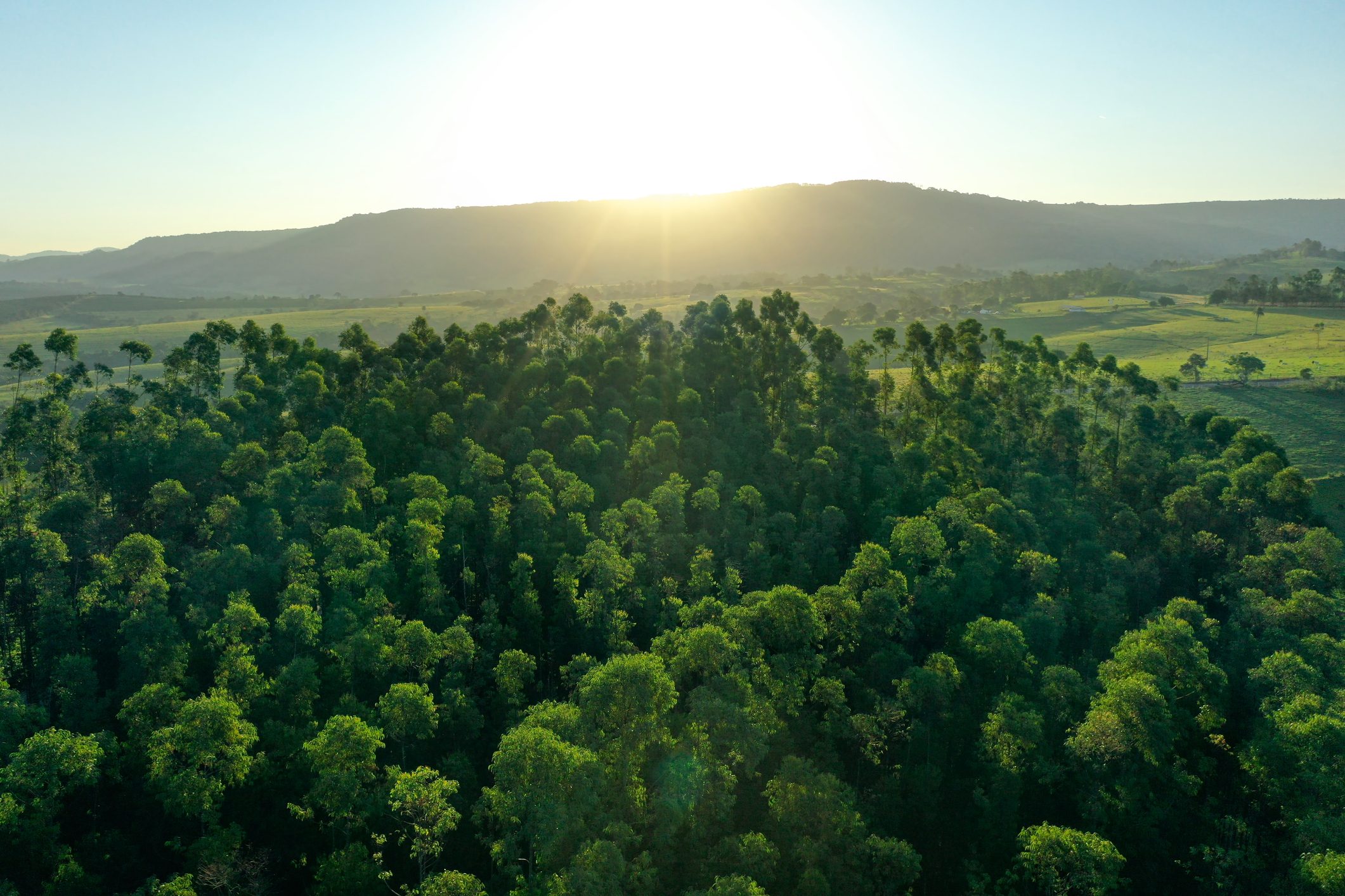 Global Pulp Market Data: Prices, News & Analysis | Fastmarkets