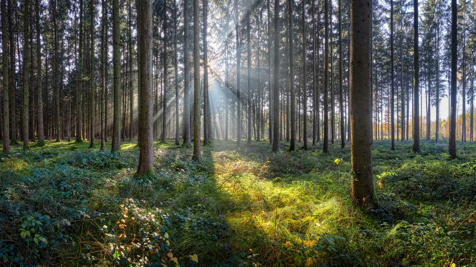 Forest Login - Fastmarkets