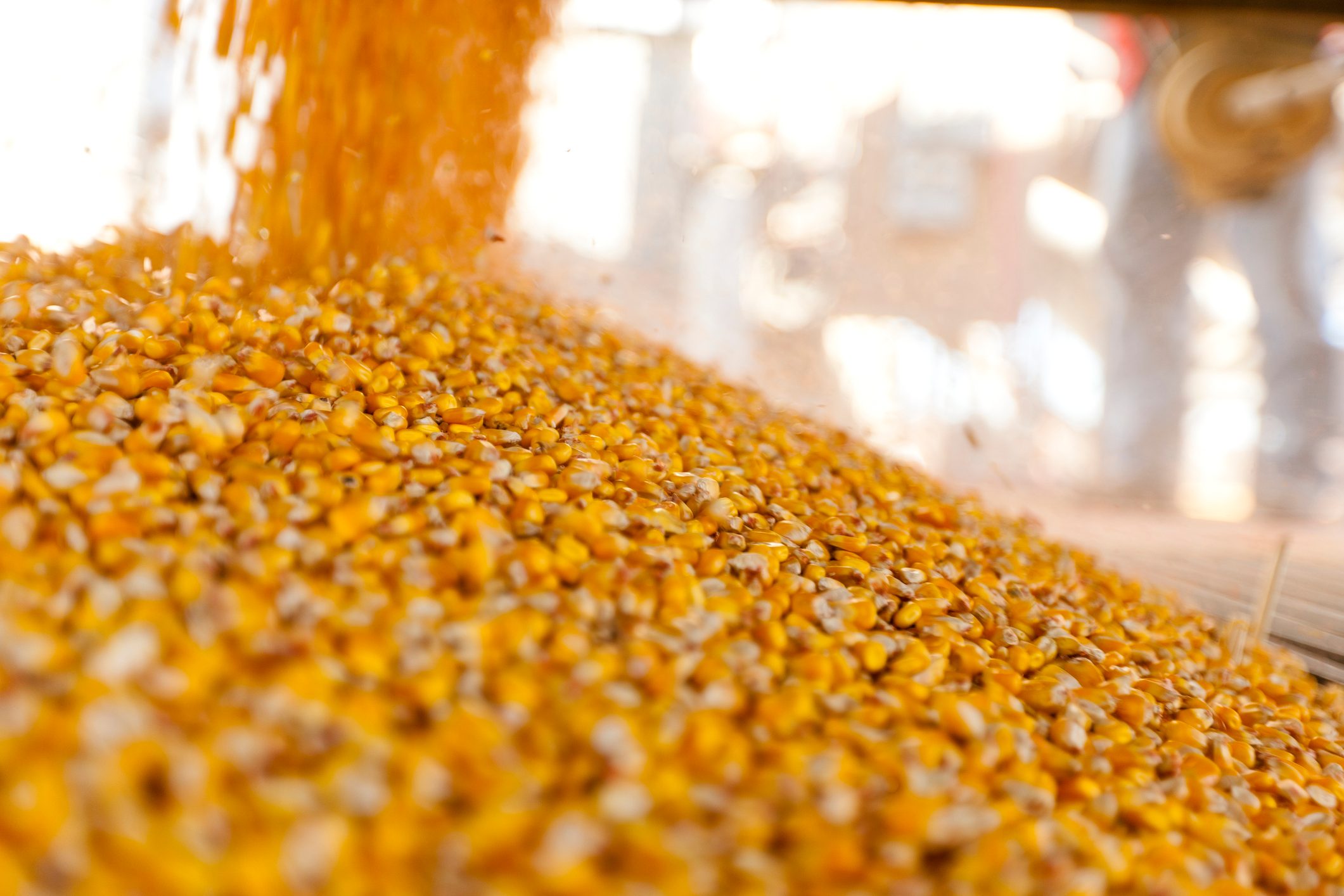 Mexico's corn imports surge amid production challenges - Fastmarkets