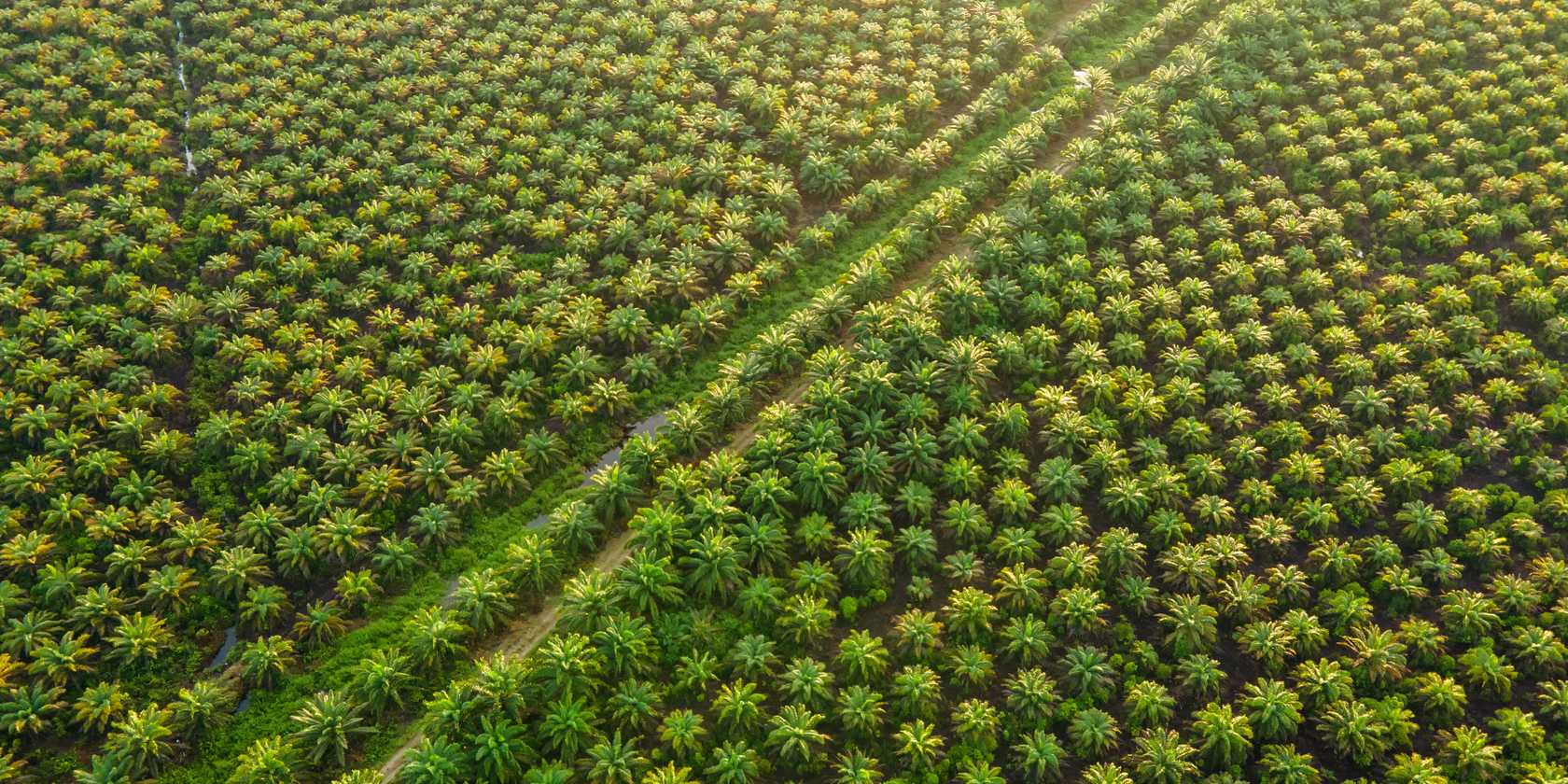 Biofuel feedstock prices, forecasts, price data charts