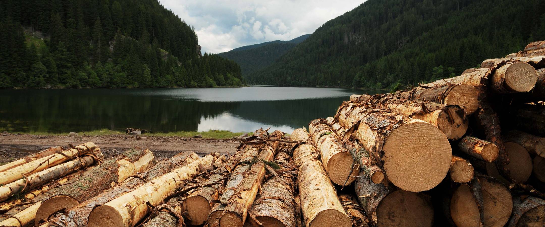 Timber - Fastmarkets