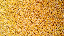 Grain and oilseeds news, prices and analysis