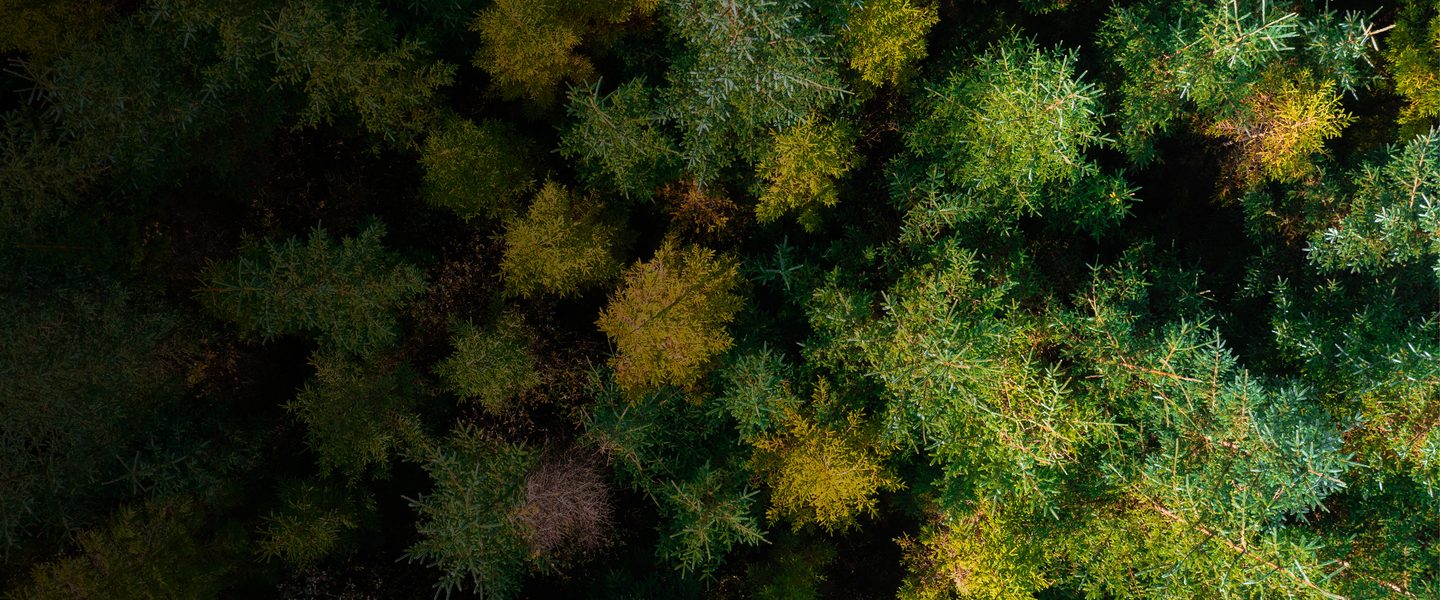 Global Pulp Market Data: Prices, News & Analysis | Fastmarkets